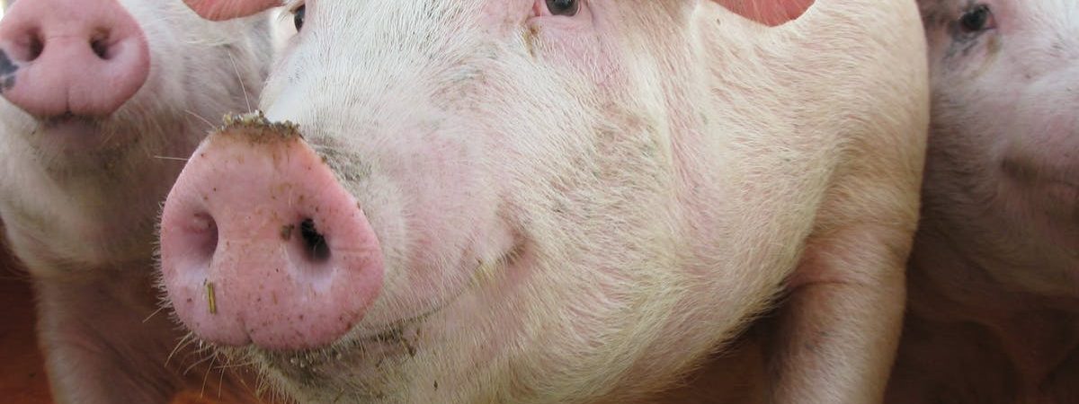 Groundbreaking Research Study Involves Pigs Playing Video Games